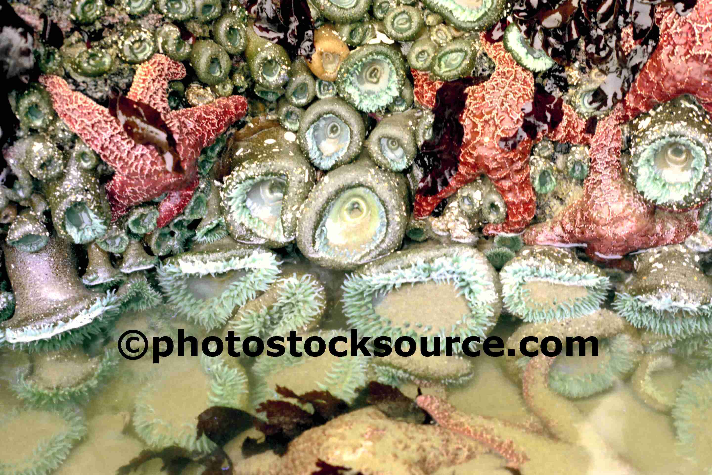 Sea Creatures Gallery