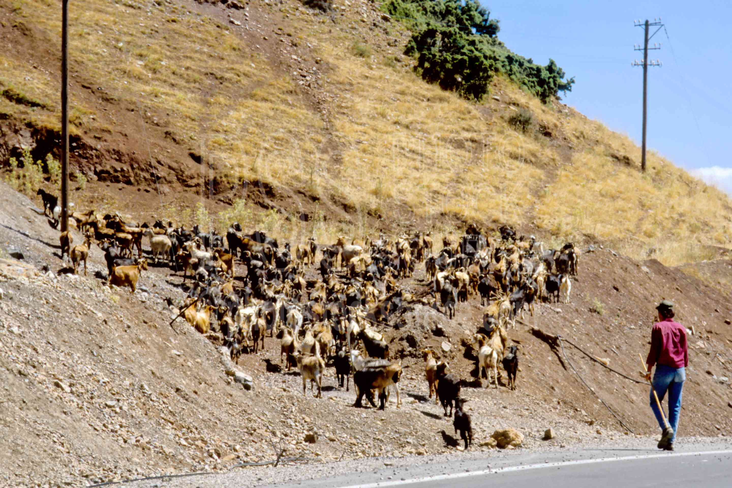 Greek People Gallery